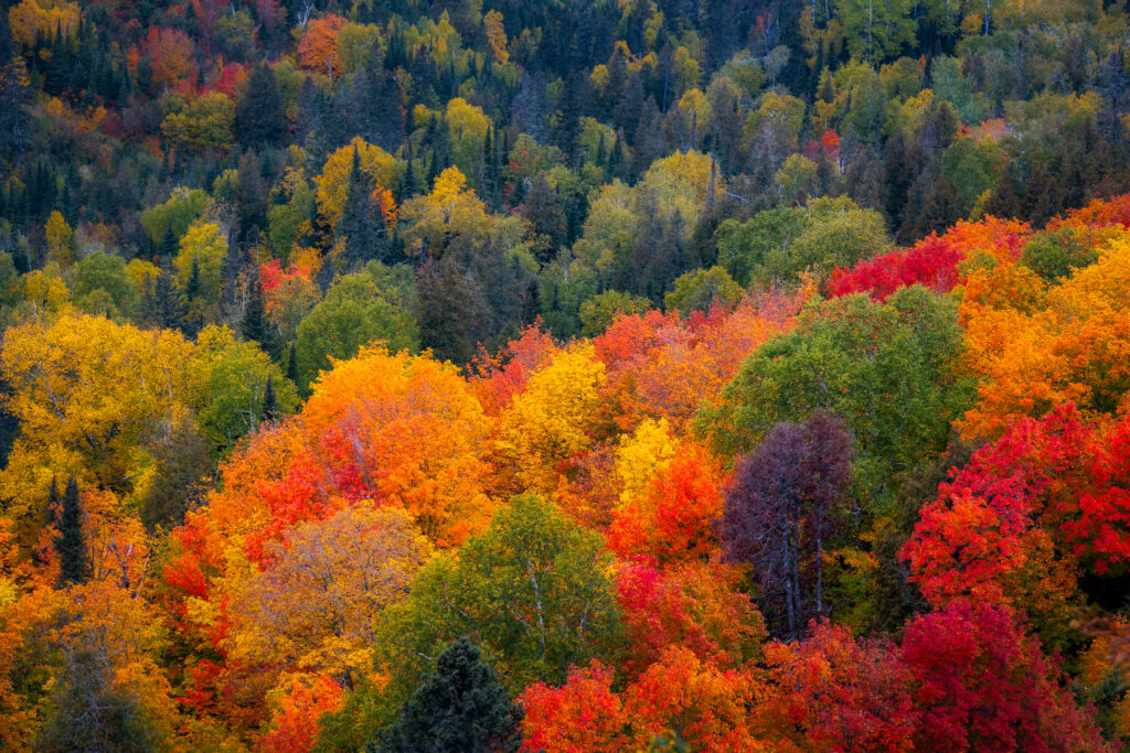 Fall Colors on the North Shore – Sean McCroy Photography
